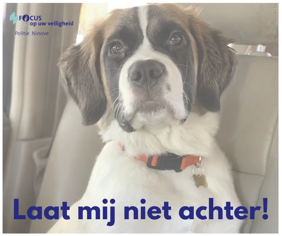Laat je hond nooit in de auto achter! | Lokale Politie Ninove